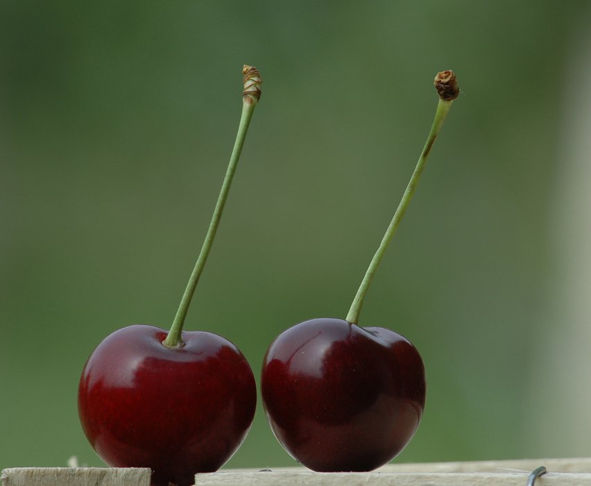 Ciliegia IGP di Marostica | MAROSTICA - TERRITORIO da AMARE, VIVERE ...